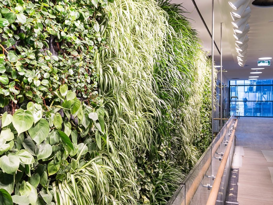 Australia's first breathing green wall to reduce headaches and poor ...